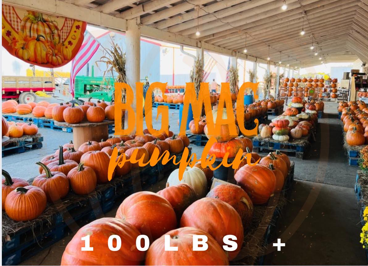ALL BIG MAC PUMPKINS $20! That’s 100 to 150 pounds of pumpkin friends ...