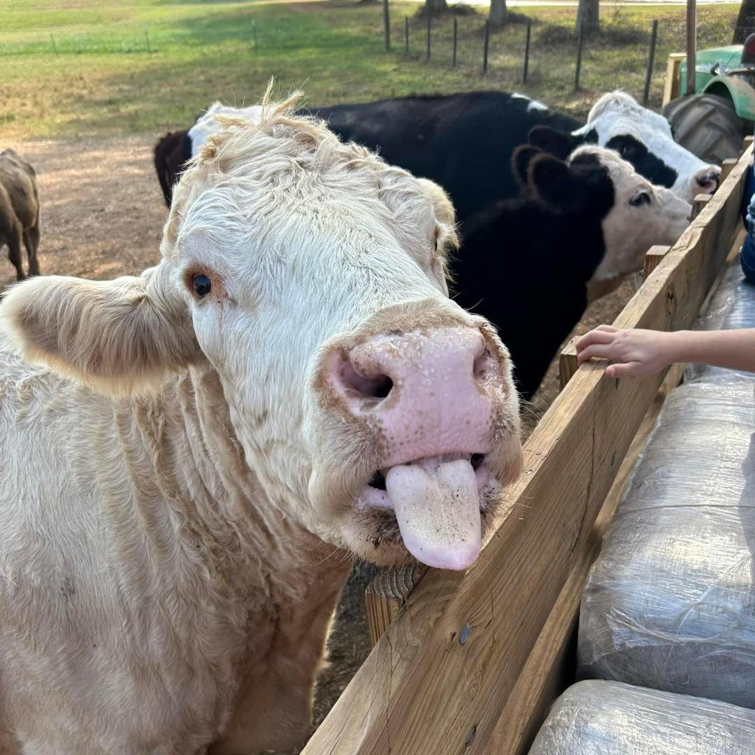 This is our FINAL WEEKEND of fall fun, folks! Come feed the cows, visit ...