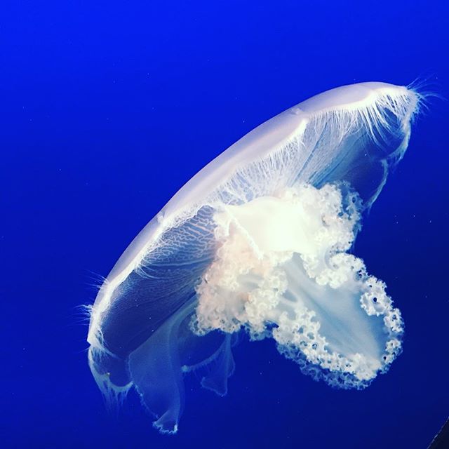 Medusa luna 2 | SnapWidget