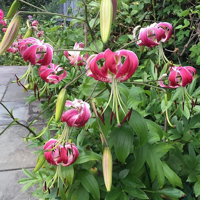 Rubrum lily (recurve) Lilium speciosa #garden | SnapWidget