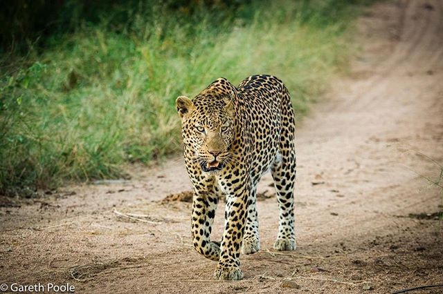 There is something mesmerizing about watching a leopard moving. They ...